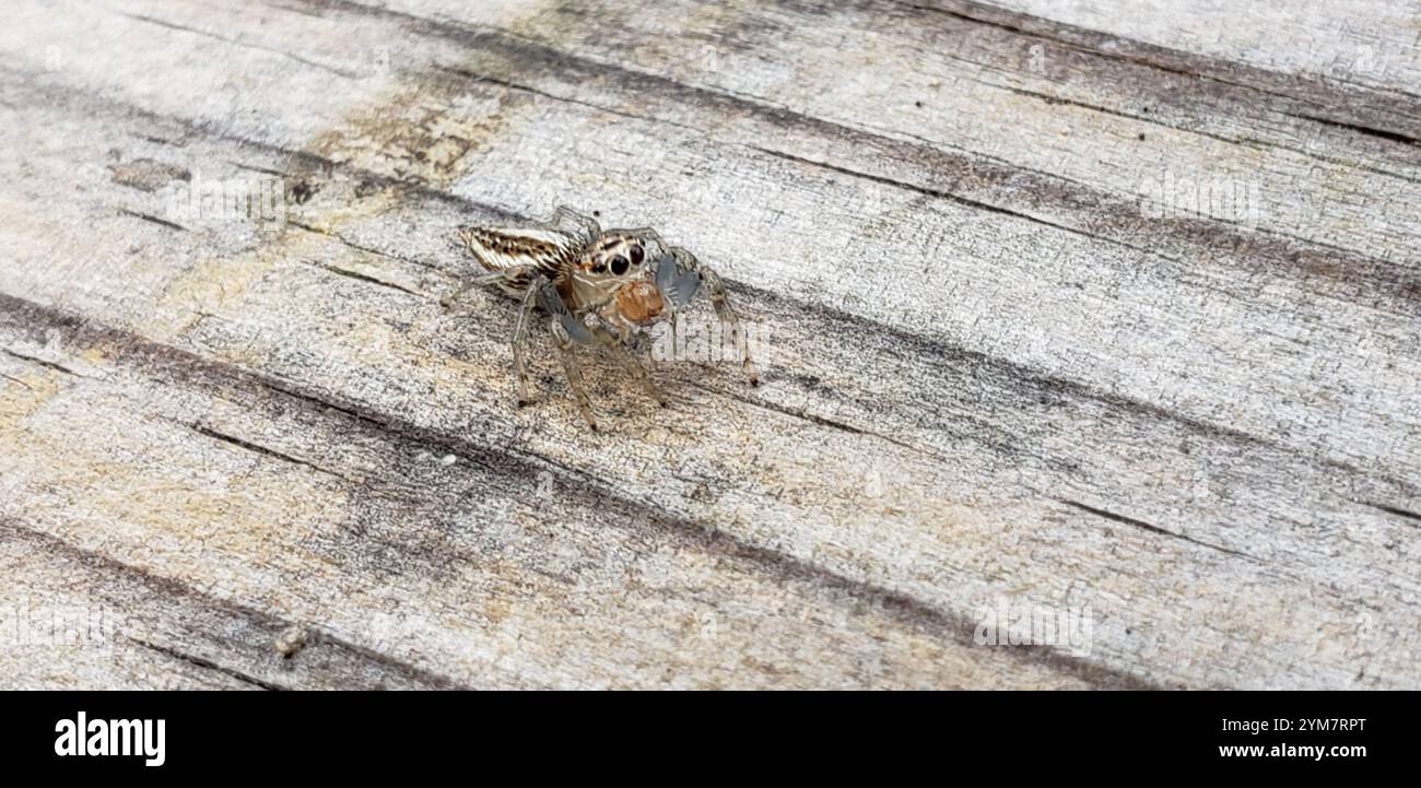Sylvan Jumping Spider (Colonus sylvanus Stock Photo - Alamy