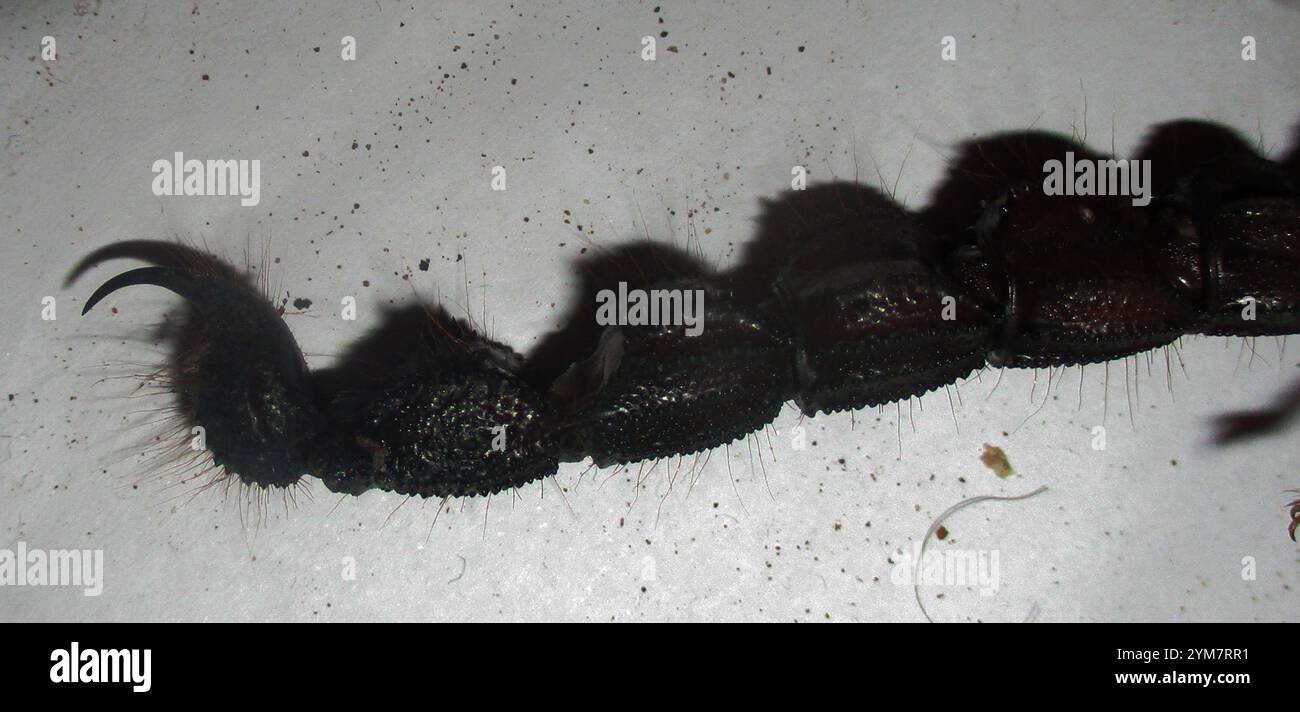 Transvaal Thicktail Scorpion (Parabuthus transvaalicus Stock Photo - Alamy