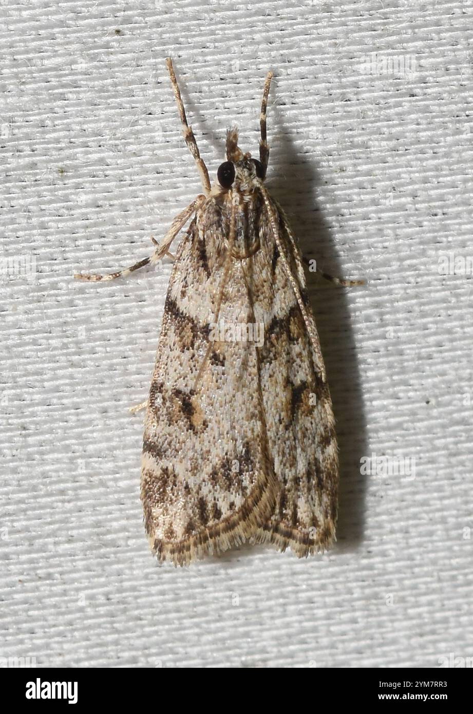 Double-striped Scoparia Moth (Scoparia biplagialis Stock Photo - Alamy