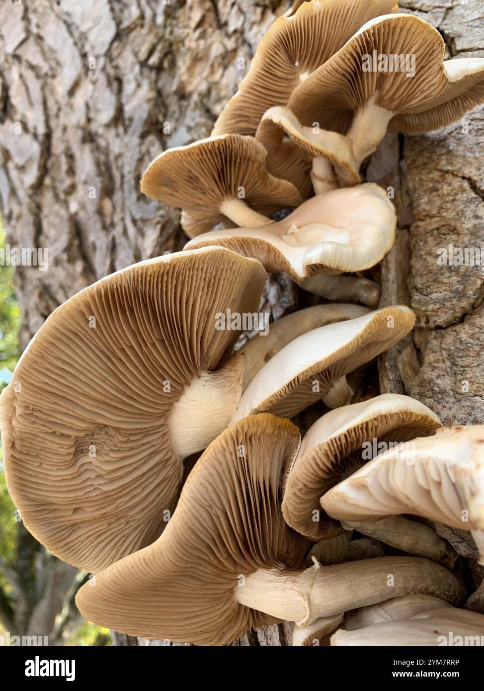 Poplar Fieldcap (Cyclocybe cylindracea Stock Photo - Alamy