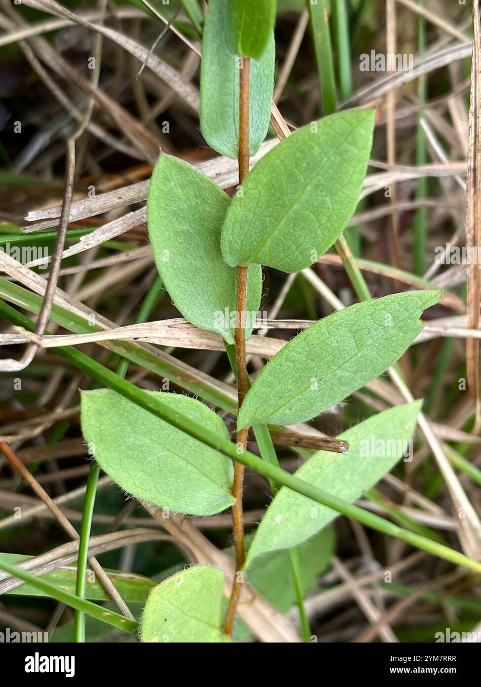 Eastern Silver Aster (Symphyotrichum concolor Stock Photo - Alamy