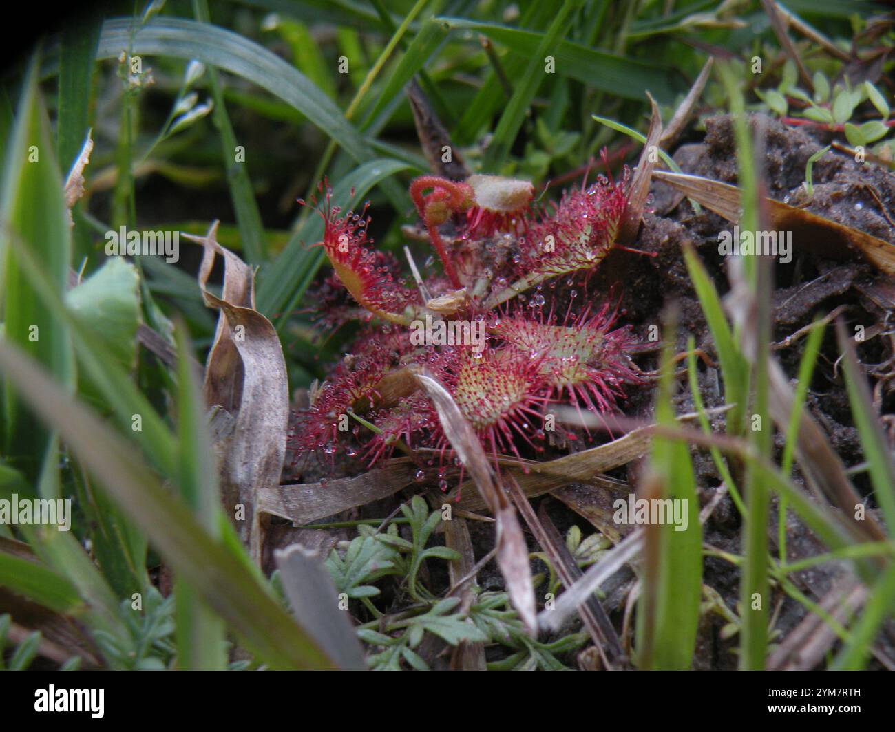 dwarf sundew (Drosera brevifolia Stock Photo - Alamy