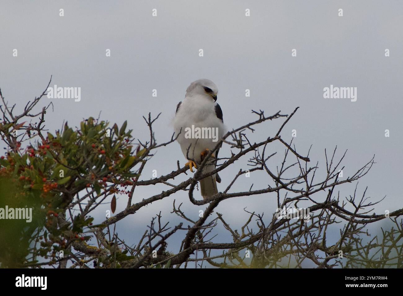White-tailed Kite (Elanus leucurus Stock Photo - Alamy
