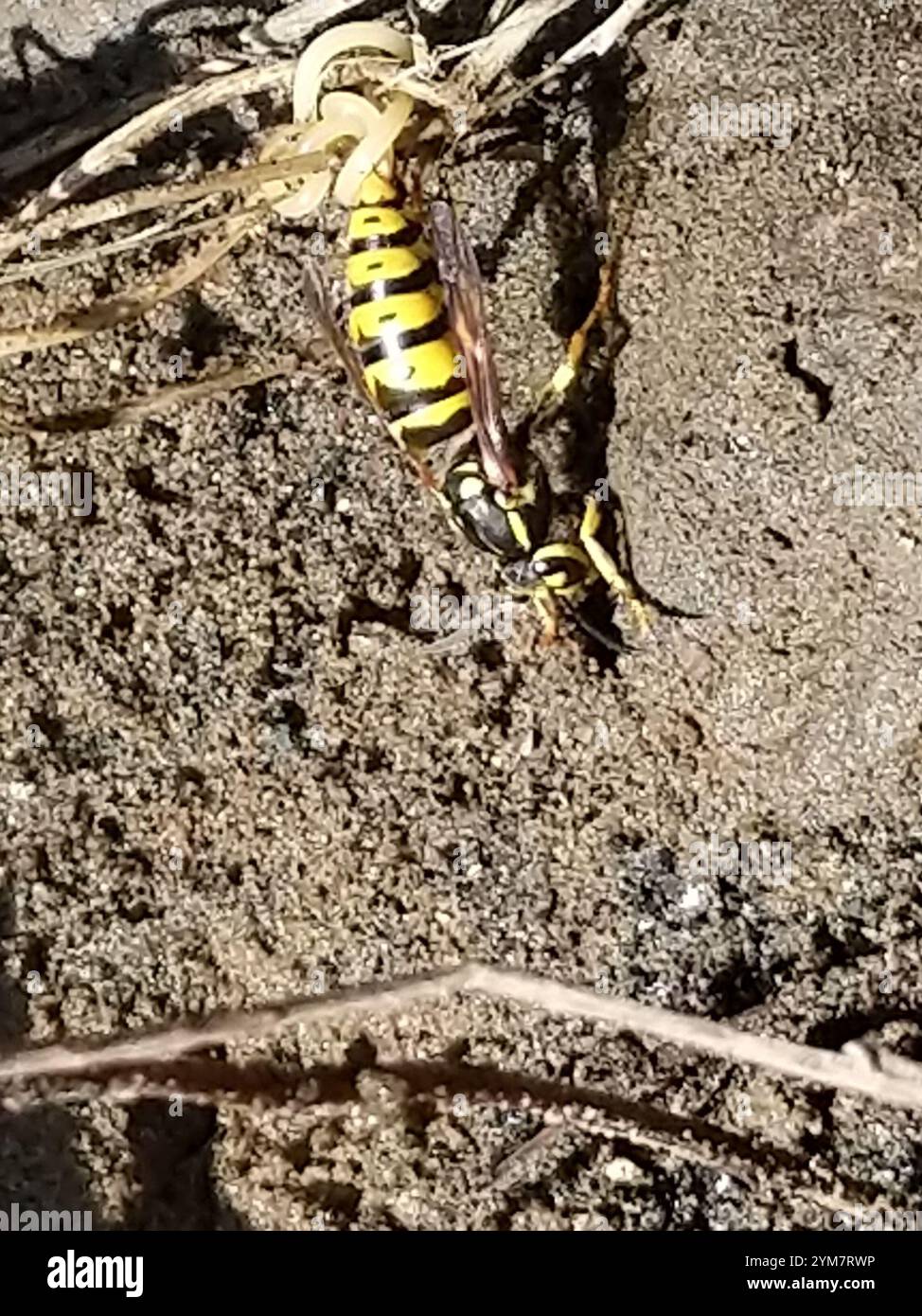 Downy Yellowjacket (Vespula flavopilosa Stock Photo - Alamy