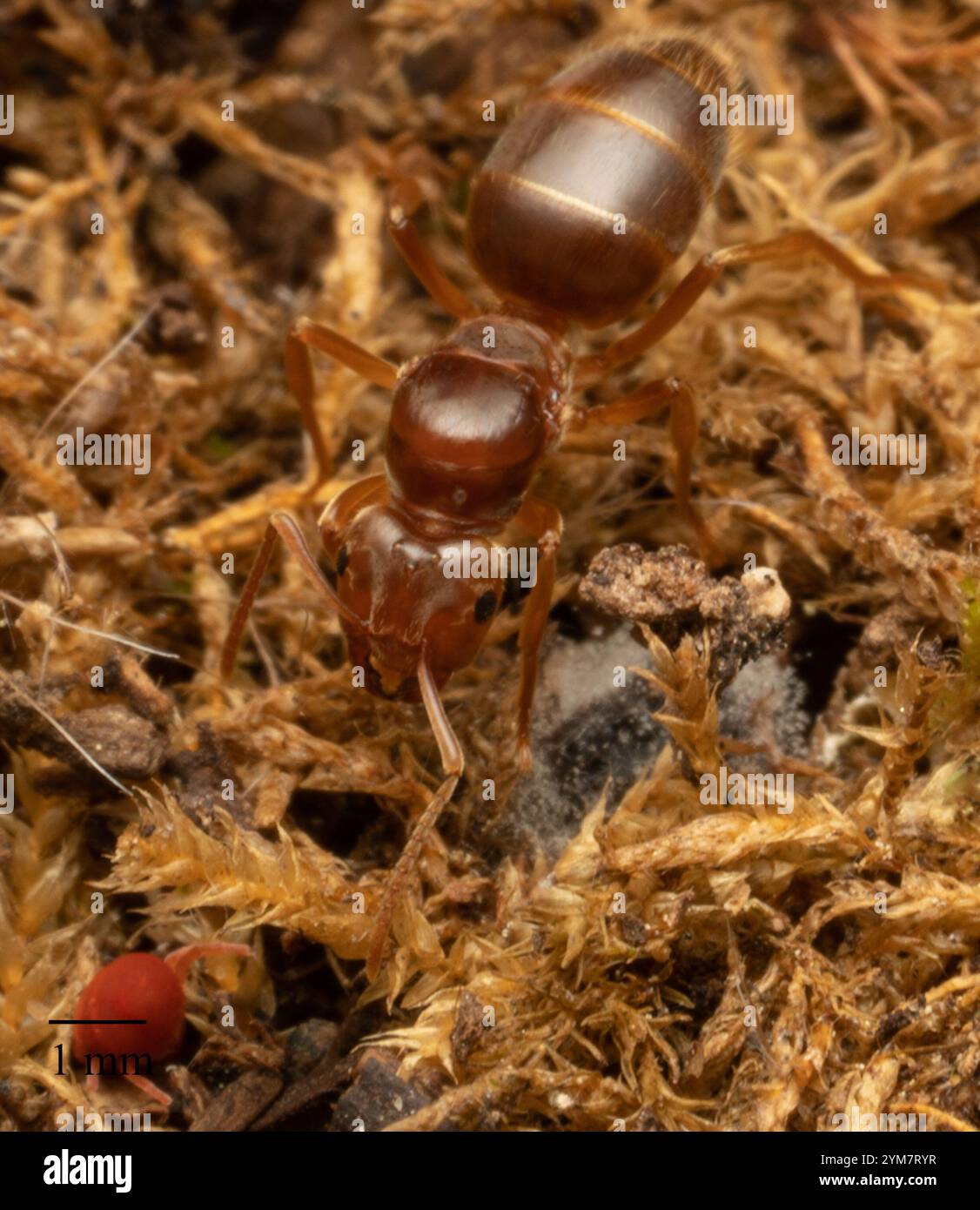 Less Shady Fuzzy Ant (Lasius subumbratus Stock Photo - Alamy