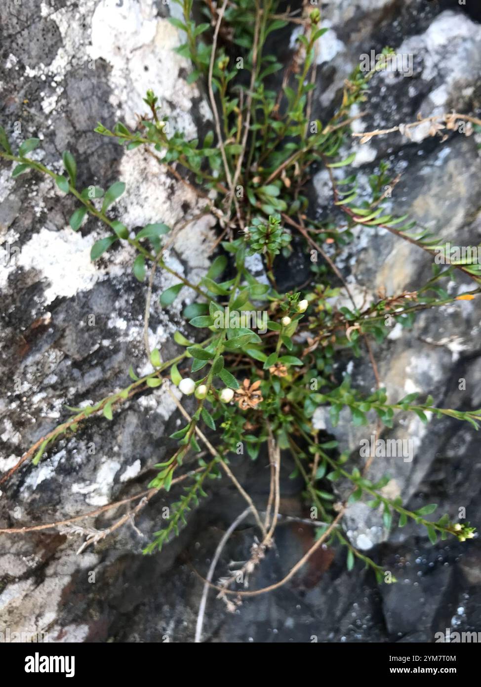 Sea Primrose (Samolus repens Stock Photo - Alamy