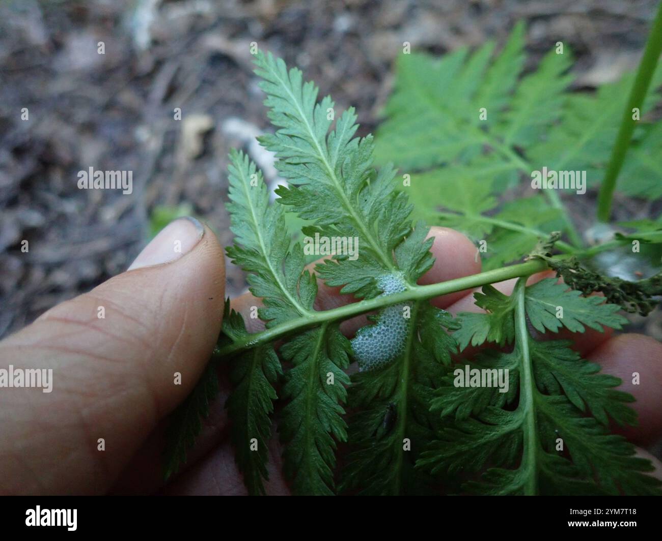 rattlesnake fern (Botrypus virginianus Stock Photo - Alamy