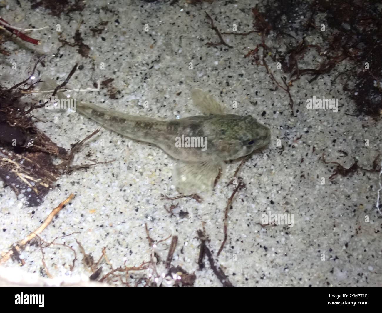 Freshwater Sculpins (Cottus Stock Photo - Alamy