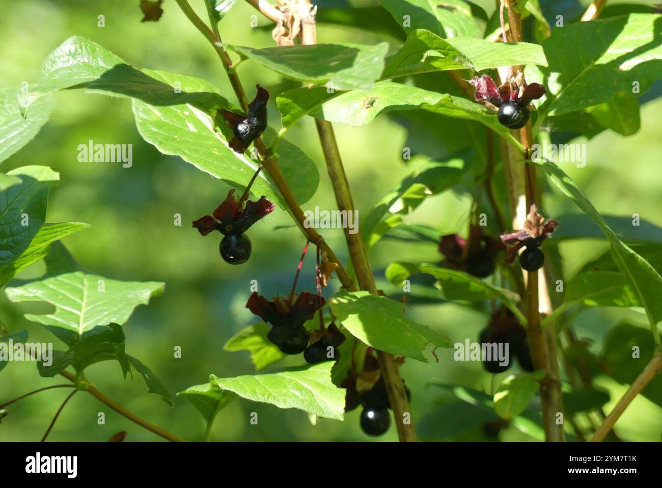 twinberry honeysuckle (Lonicera involucrata Stock Photo - Alamy