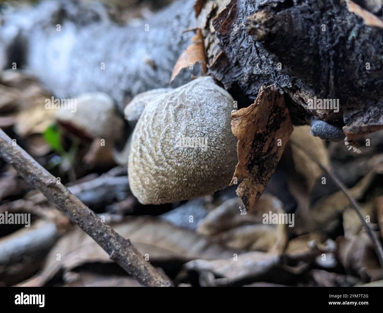 Wood ear fungi (Auricularia Stock Photo - Alamy