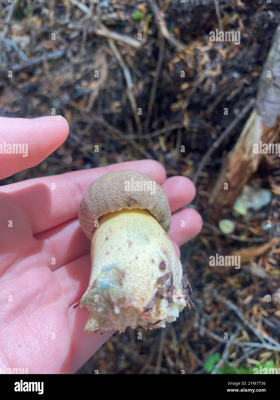 Bitter Boletes (Caloboletus Stock Photo - Alamy