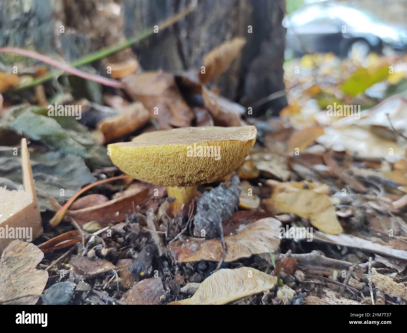 Red-cracking Bolete (Xerocomellus chrysenteron Stock Photo - Alamy