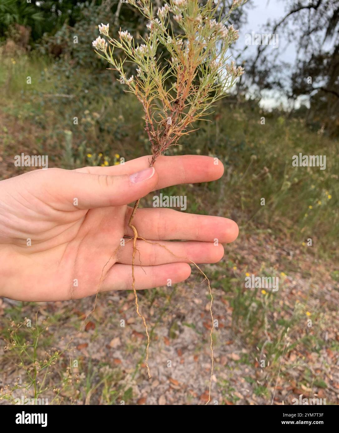 Oldman’s Cap (Polycarpaea corymbosa Stock Photo - Alamy