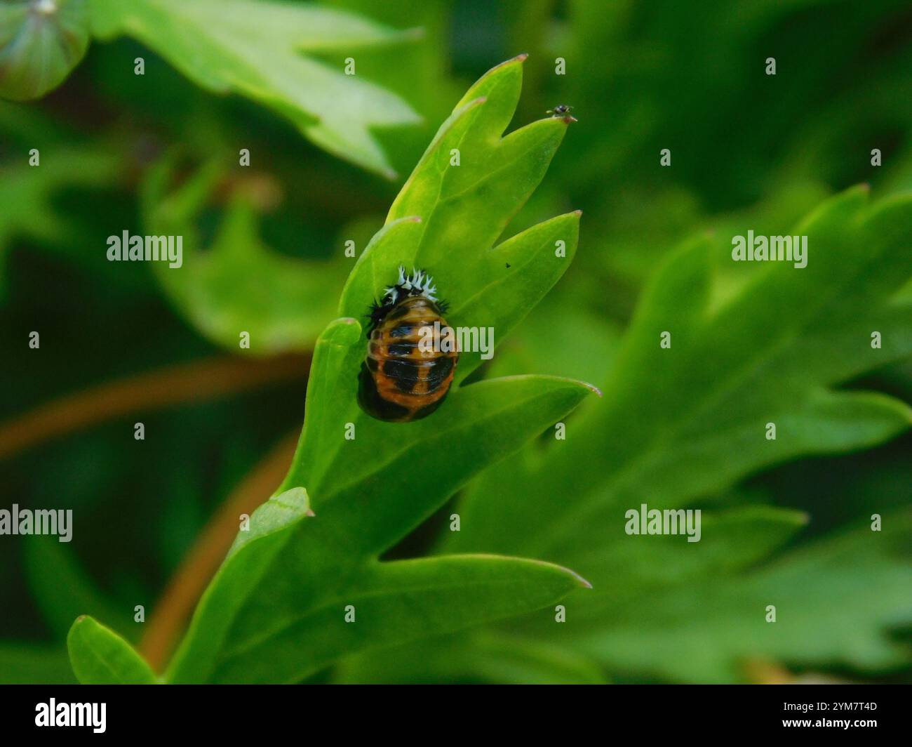Asian Lady Beetle (Harmonia axyridis Stock Photo - Alamy
