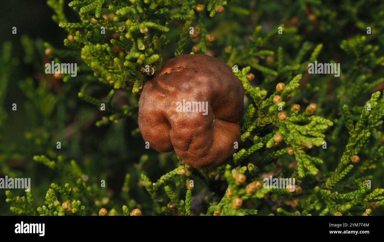 juniper-apple rust (Gymnosporangium juniperi-virginianae Stock Photo ...