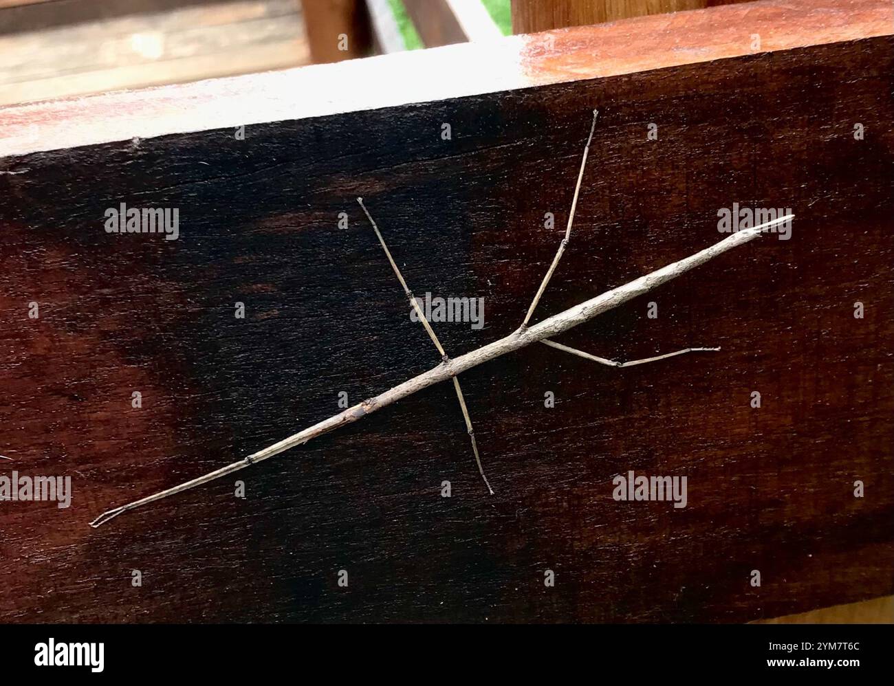 Southern Stick Insects (Phalces Stock Photo - Alamy