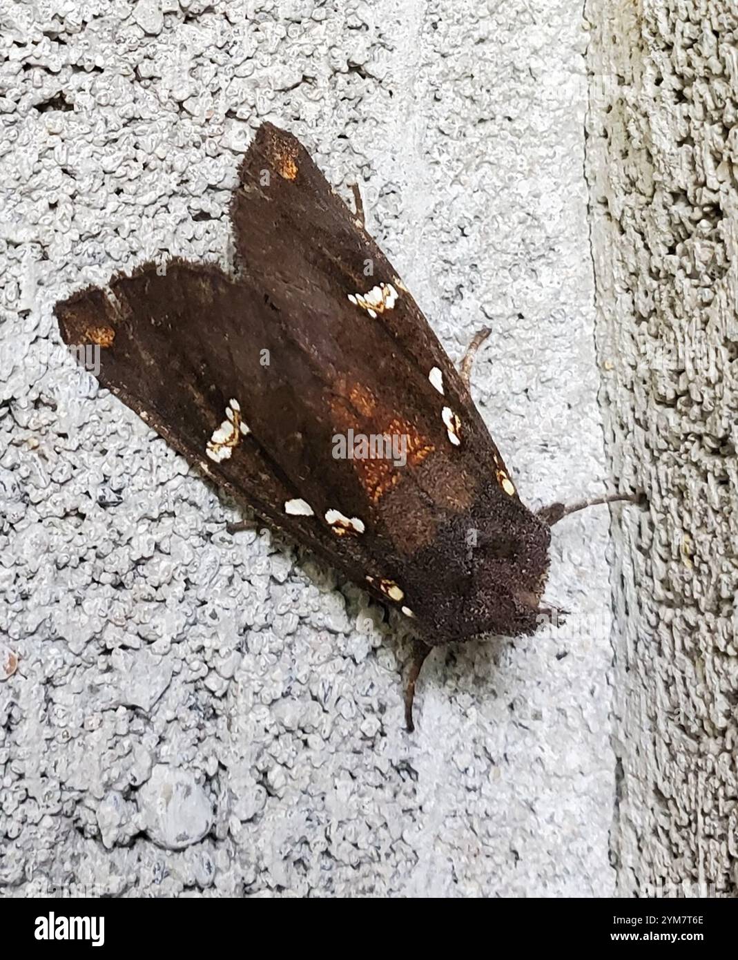 Ironweed Borer Moth (Papaipema cerussata Stock Photo - Alamy