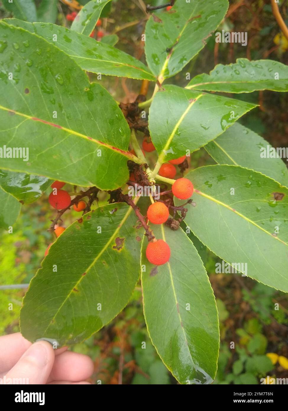 Pacific madrone (Arbutus menziesii Stock Photo - Alamy