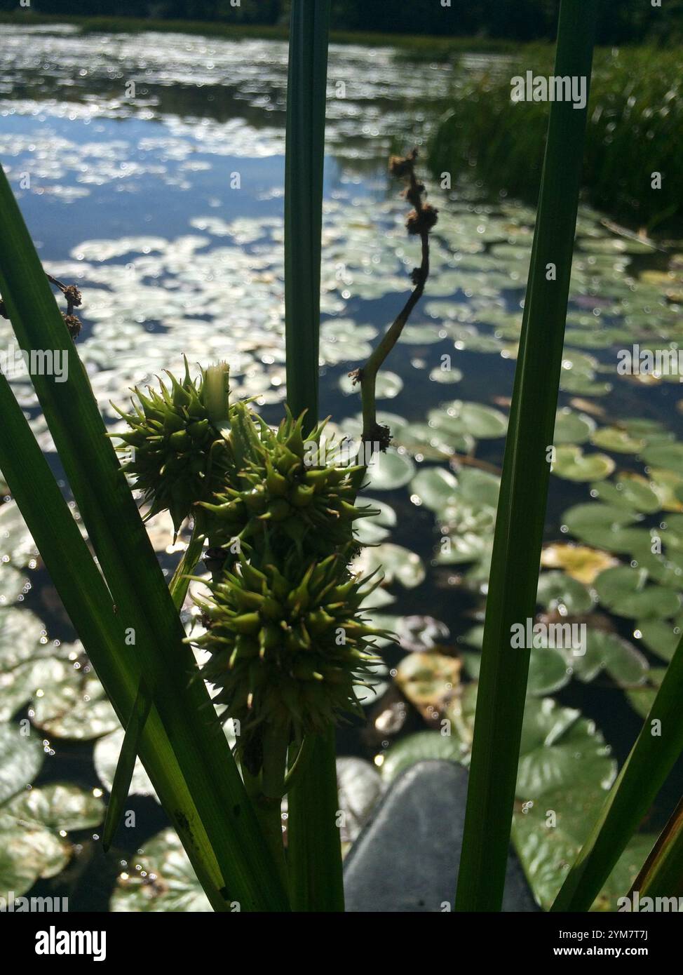 Branching Bur-reed (Sparganium androcladum Stock Photo - Alamy