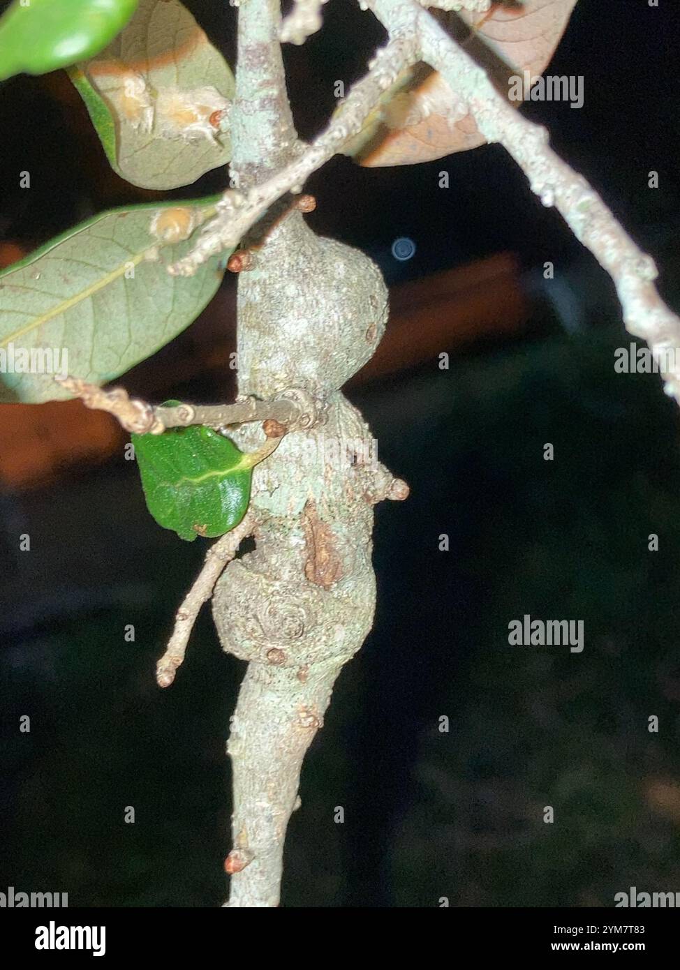Callirhytis quercusbatatoides hi-res stock photography and images - Alamy