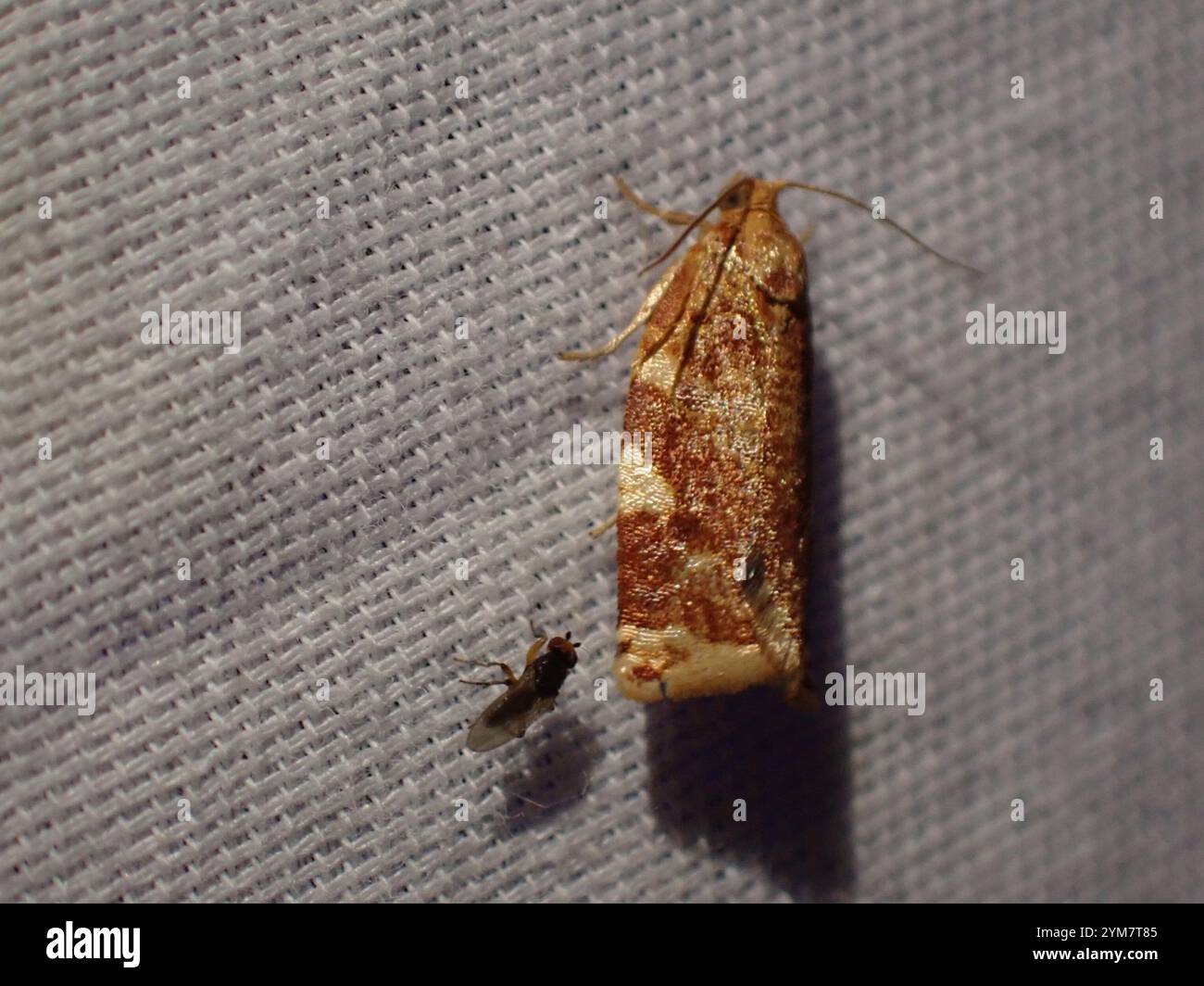 Fruit-tree Leafroller Moth (Archips argyrospila Stock Photo - Alamy