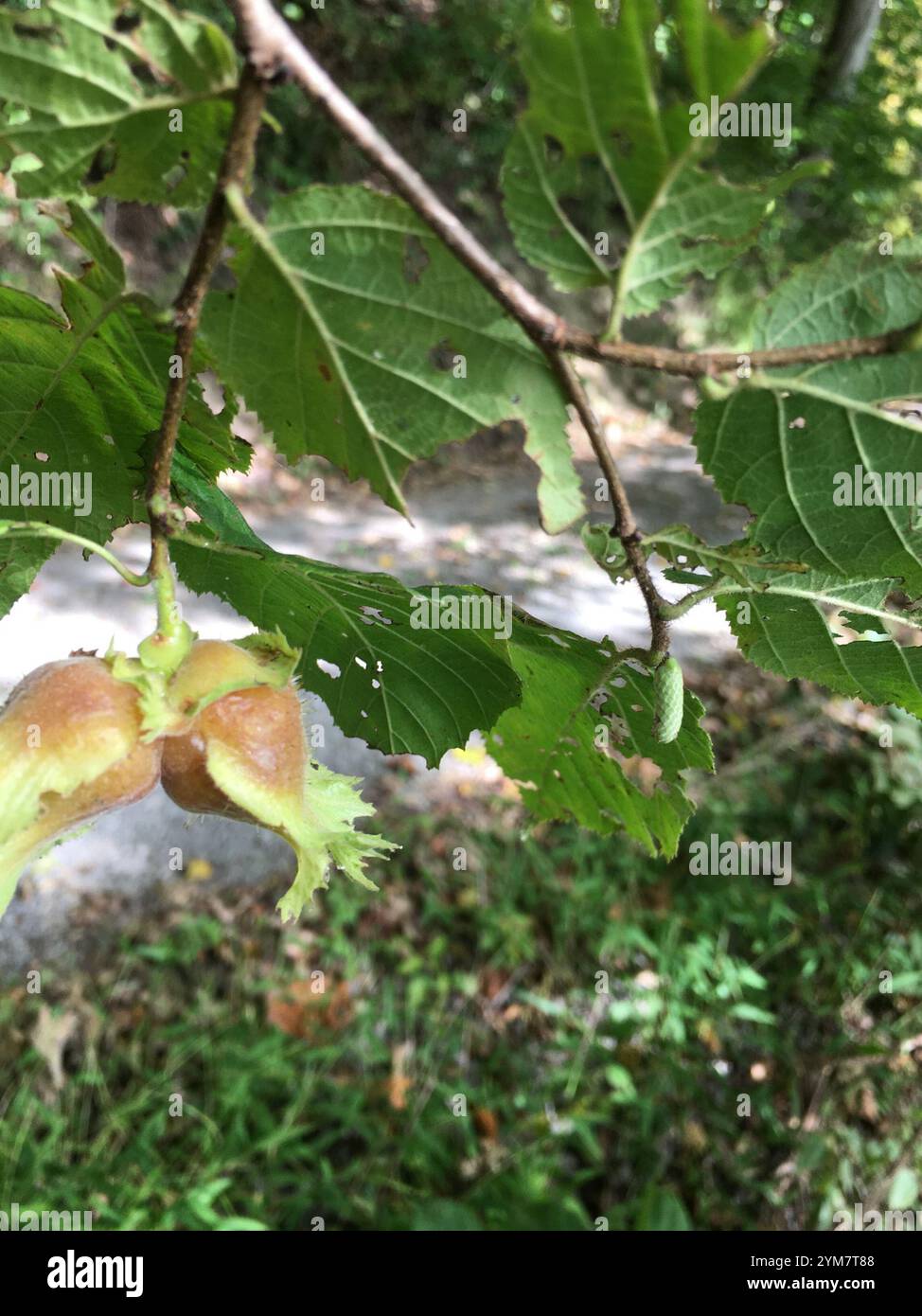 American hazelnut (Corylus americana Stock Photo - Alamy