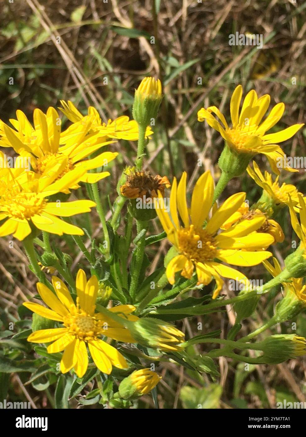 Maryland golden-aster (Chrysopsis mariana Stock Photo - Alamy