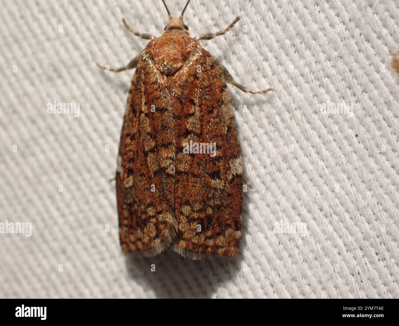 Western Spruce Budworm Moth (Choristoneura occidentalis Stock Photo - Alamy