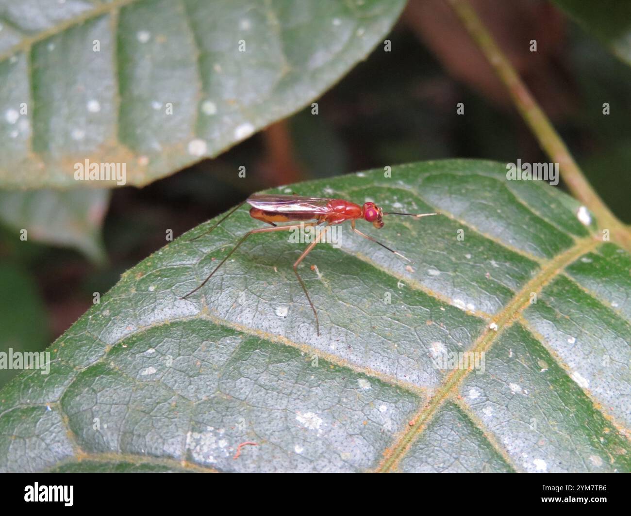 Stilt-legged Flies (Micropezidae Stock Photo - Alamy