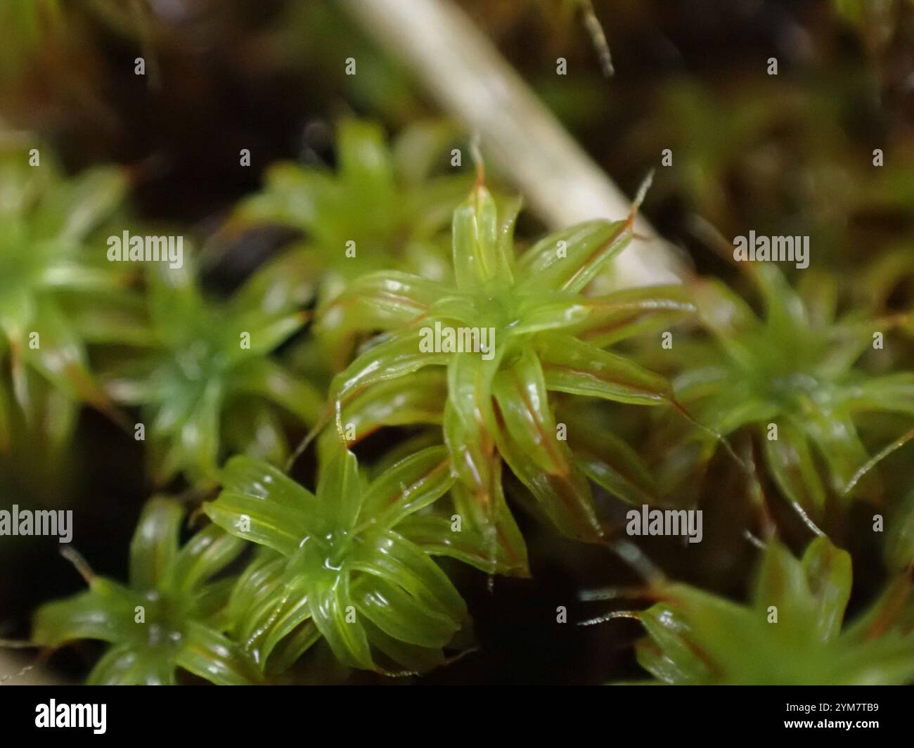 Star Moss (Syntrichia ruralis Stock Photo - Alamy