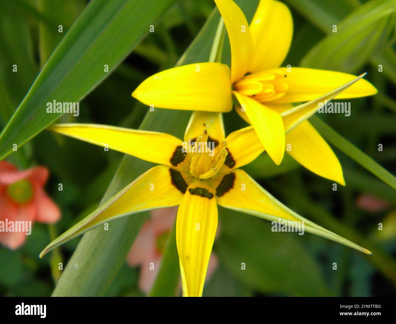 Stars (Pauridia capensis Stock Photo - Alamy