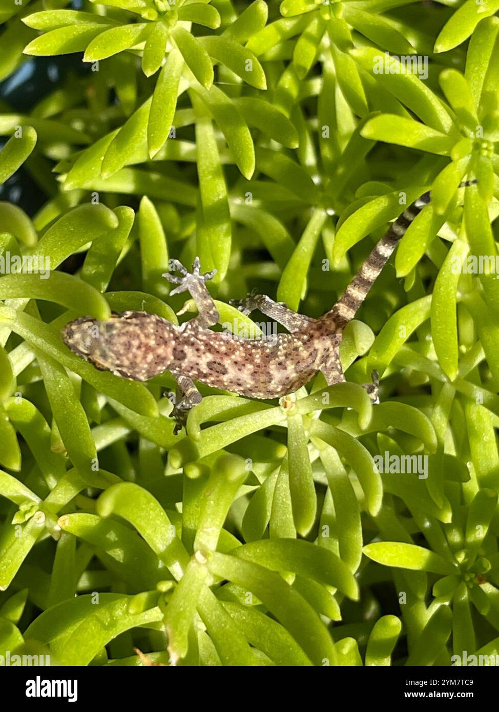 Mediterranean House Gecko (Hemidactylus turcicus Stock Photo - Alamy