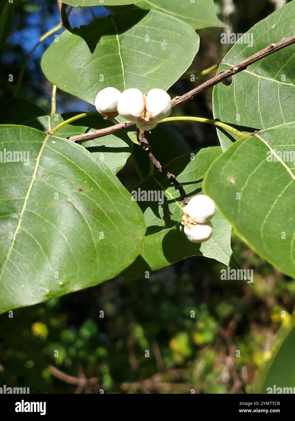 Chinese Tallow (Triadica sebifera Stock Photo - Alamy