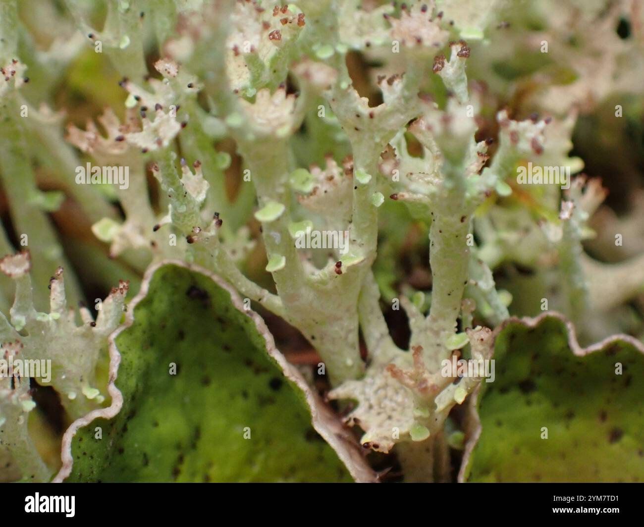 pixie cup and reindeer lichens (Cladonia Stock Photo - Alamy