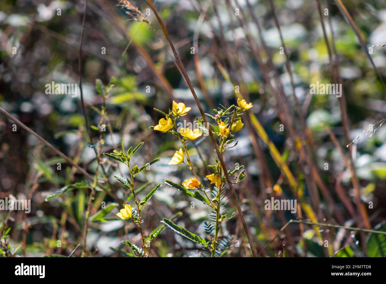 partridge pea (Chamaecrista fasciculata Stock Photo - Alamy