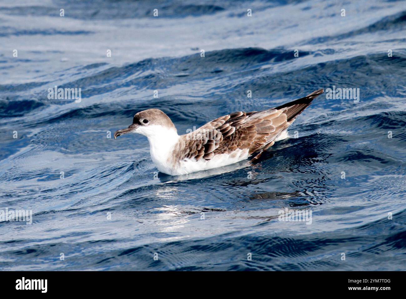 Great Shearwater (Ardenna gravis Stock Photo - Alamy
