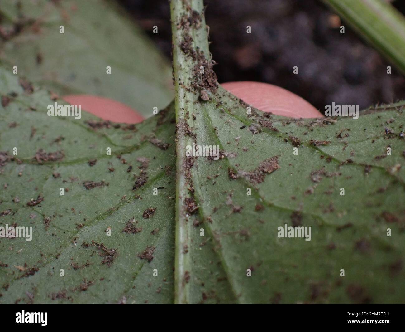 Arrowleaf Senecio (Senecio triangularis Stock Photo - Alamy