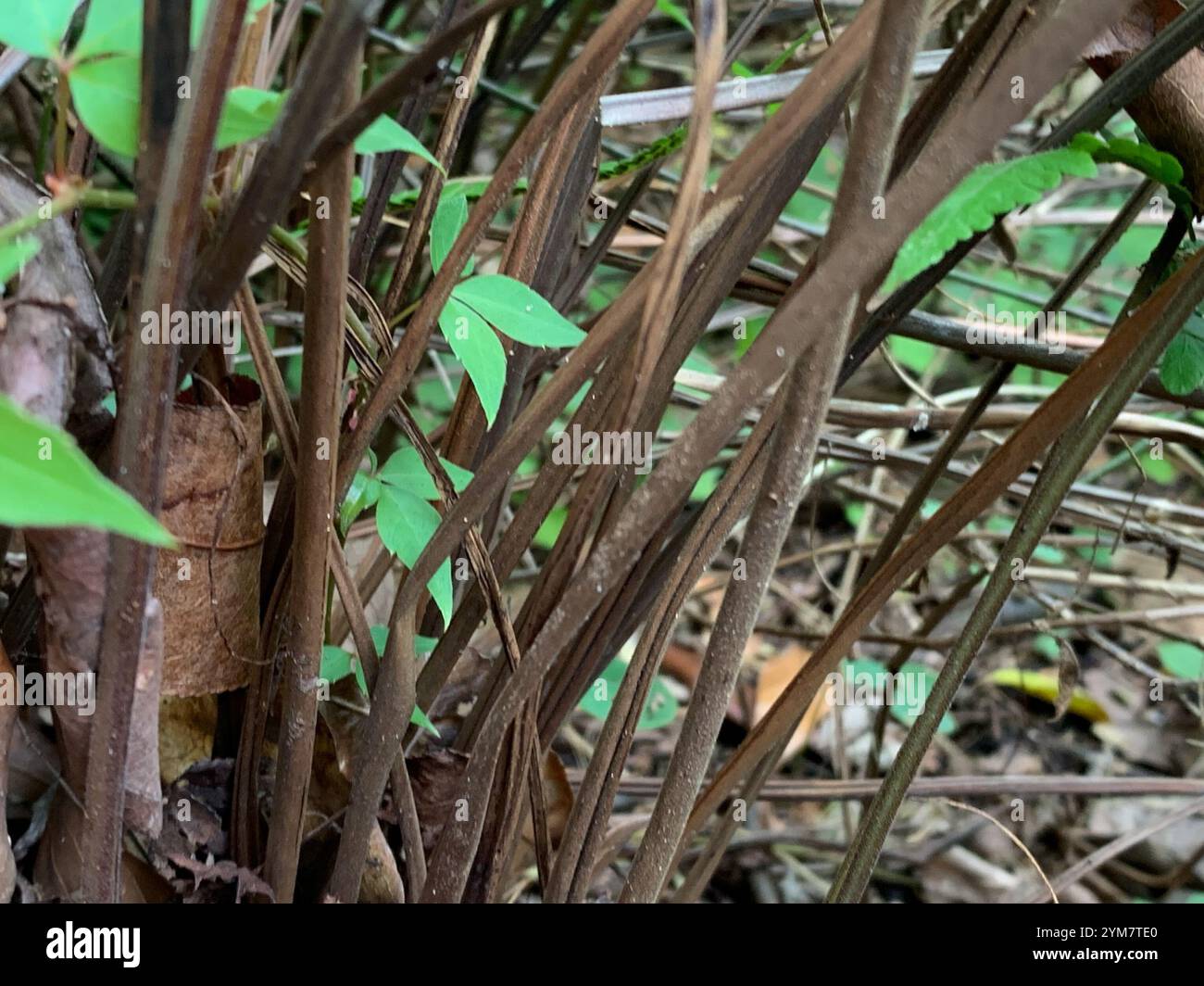 Soft Fern (Christella dentata Stock Photo - Alamy