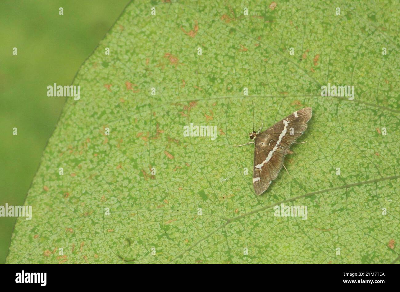 Hawaiian Beet Webworm Moth (Spoladea recurvalis Stock Photo - Alamy