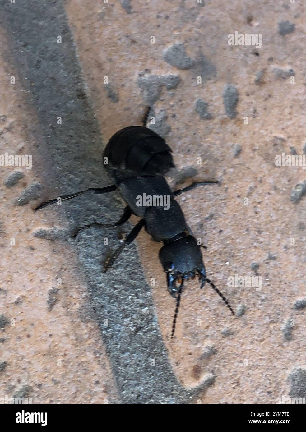 Devil's Coach Horse Beetle (Ocypus olens Stock Photo - Alamy