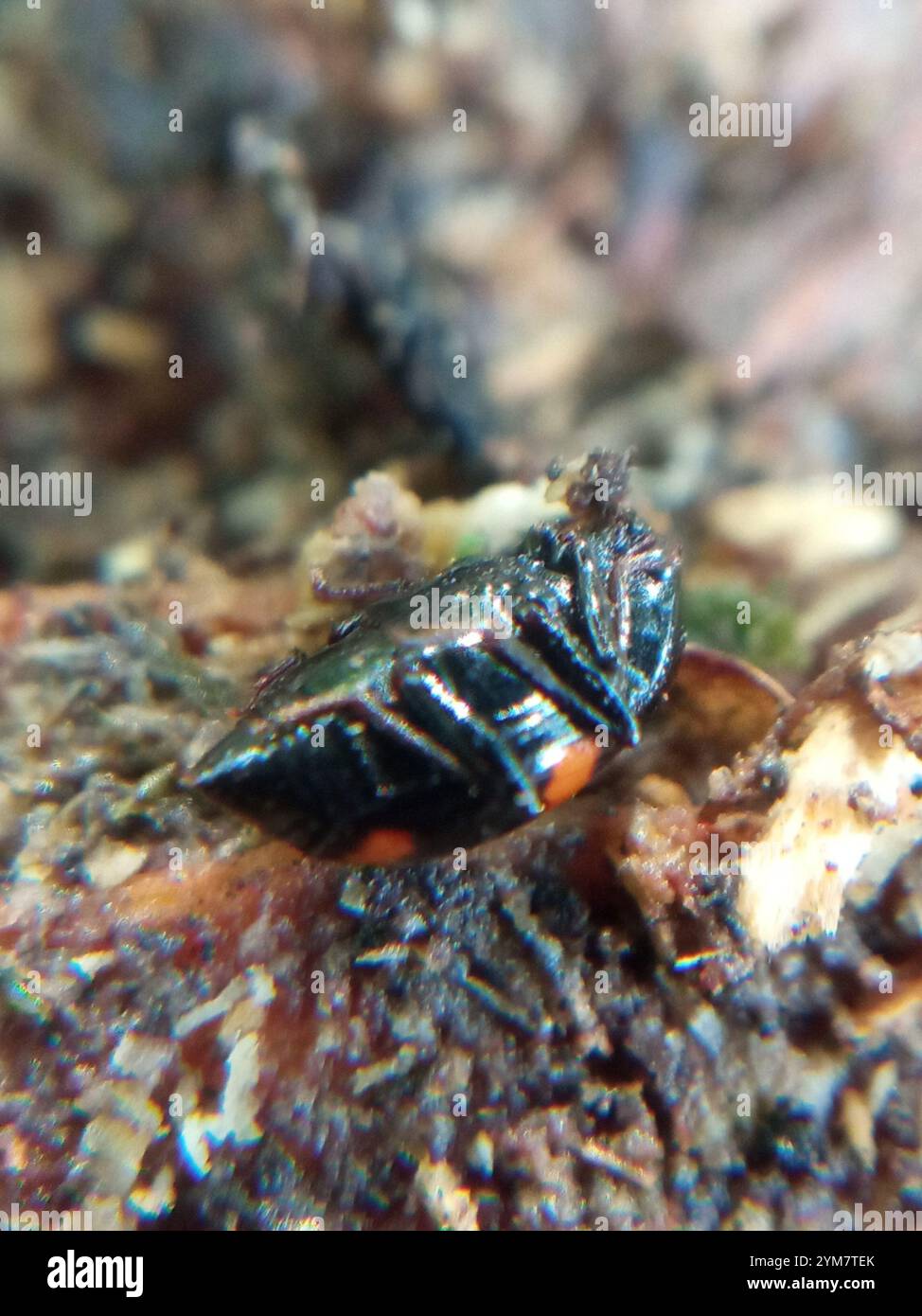 Orange-spotted Scaphidium (Scaphidium quadrimaculatum Stock Photo - Alamy