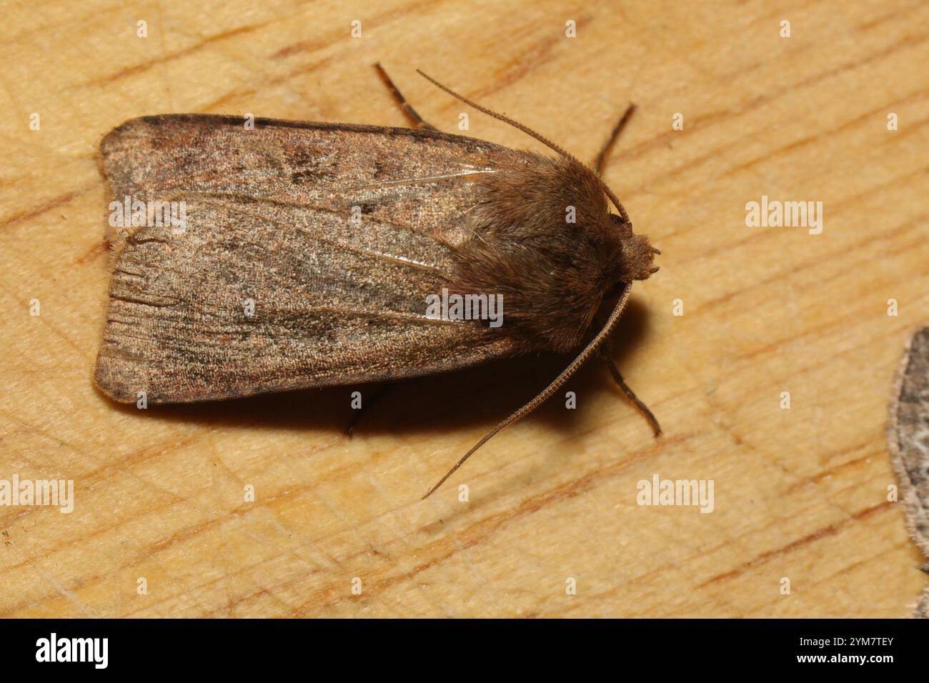 Small Square-spot (Diarsia rubi Stock Photo - Alamy