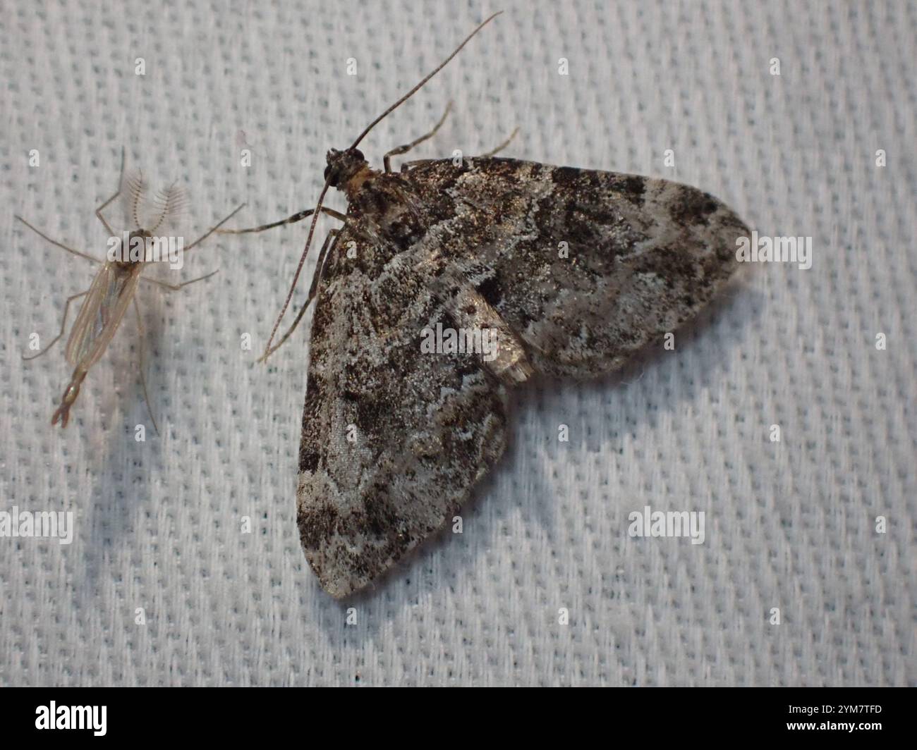 Geometer Moths (Geometridae Stock Photo - Alamy