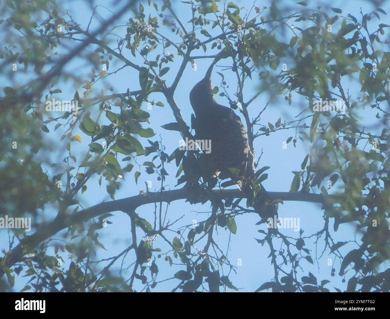 Northern Flicker (Colaptes auratus Stock Photo - Alamy