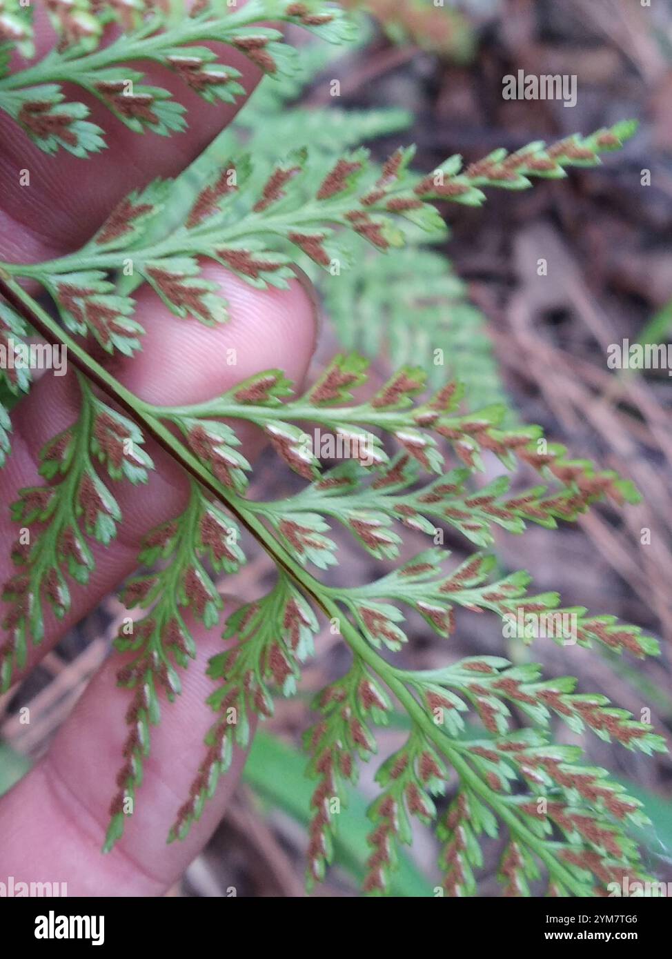 western black spleenwort (Asplenium onopteris Stock Photo - Alamy
