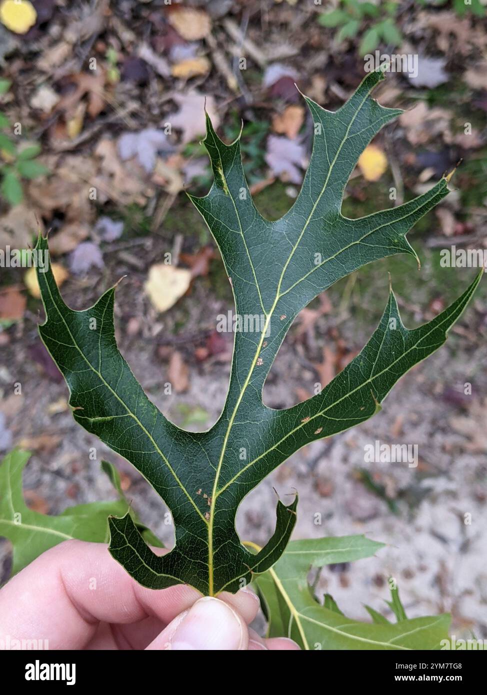 black oak (Quercus velutina Stock Photo - Alamy
