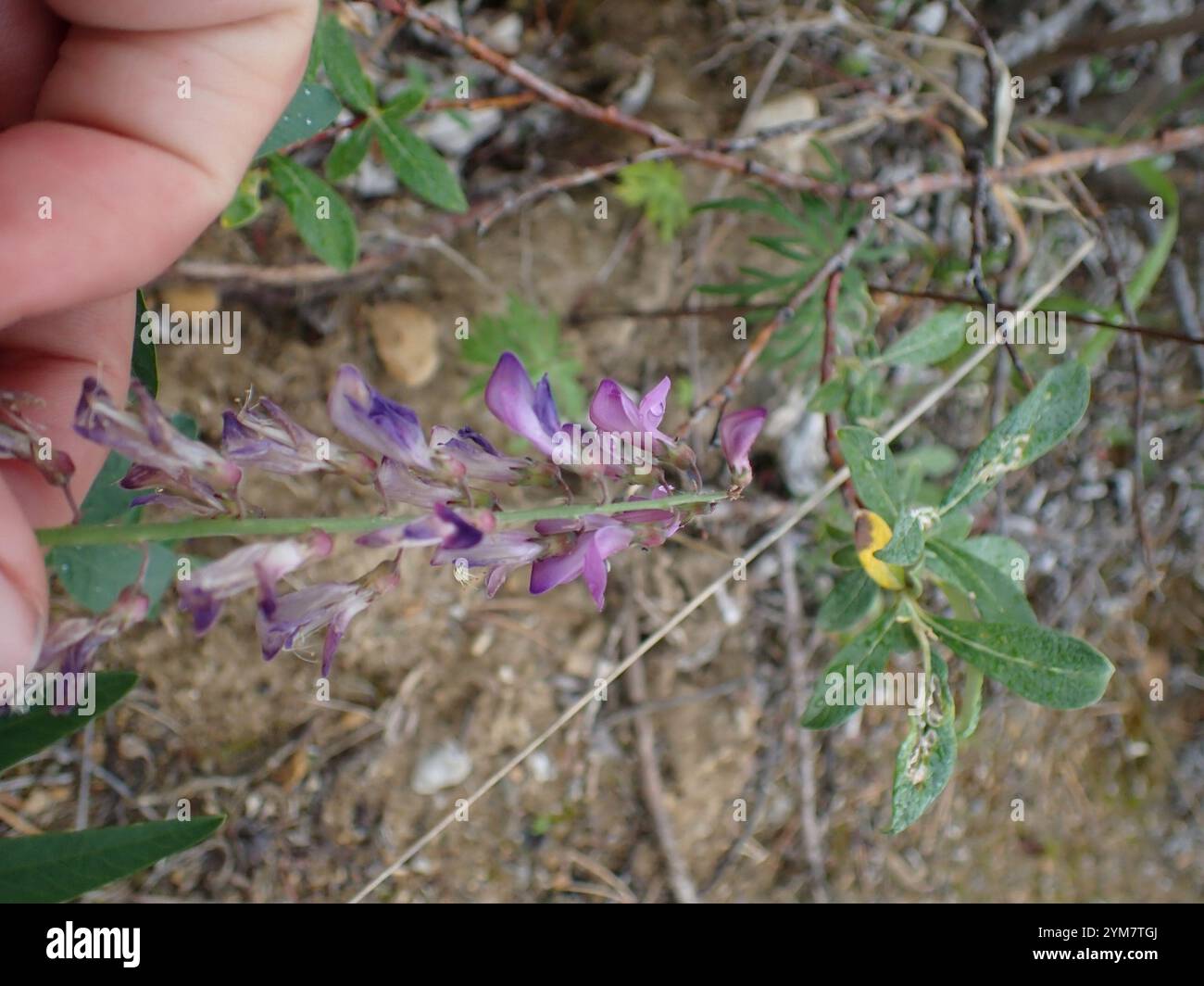 Alpine Sweet-vetch (Hedysarum alpinum Stock Photo - Alamy