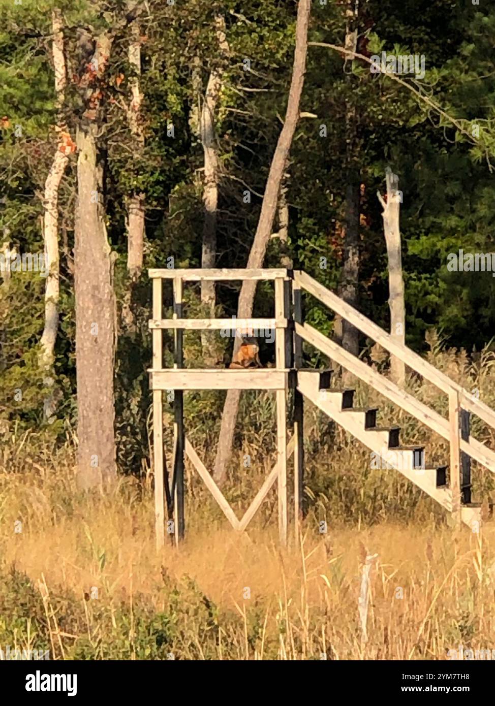 Eastern American Red Fox (Vulpes vulpes fulvus Stock Photo - Alamy