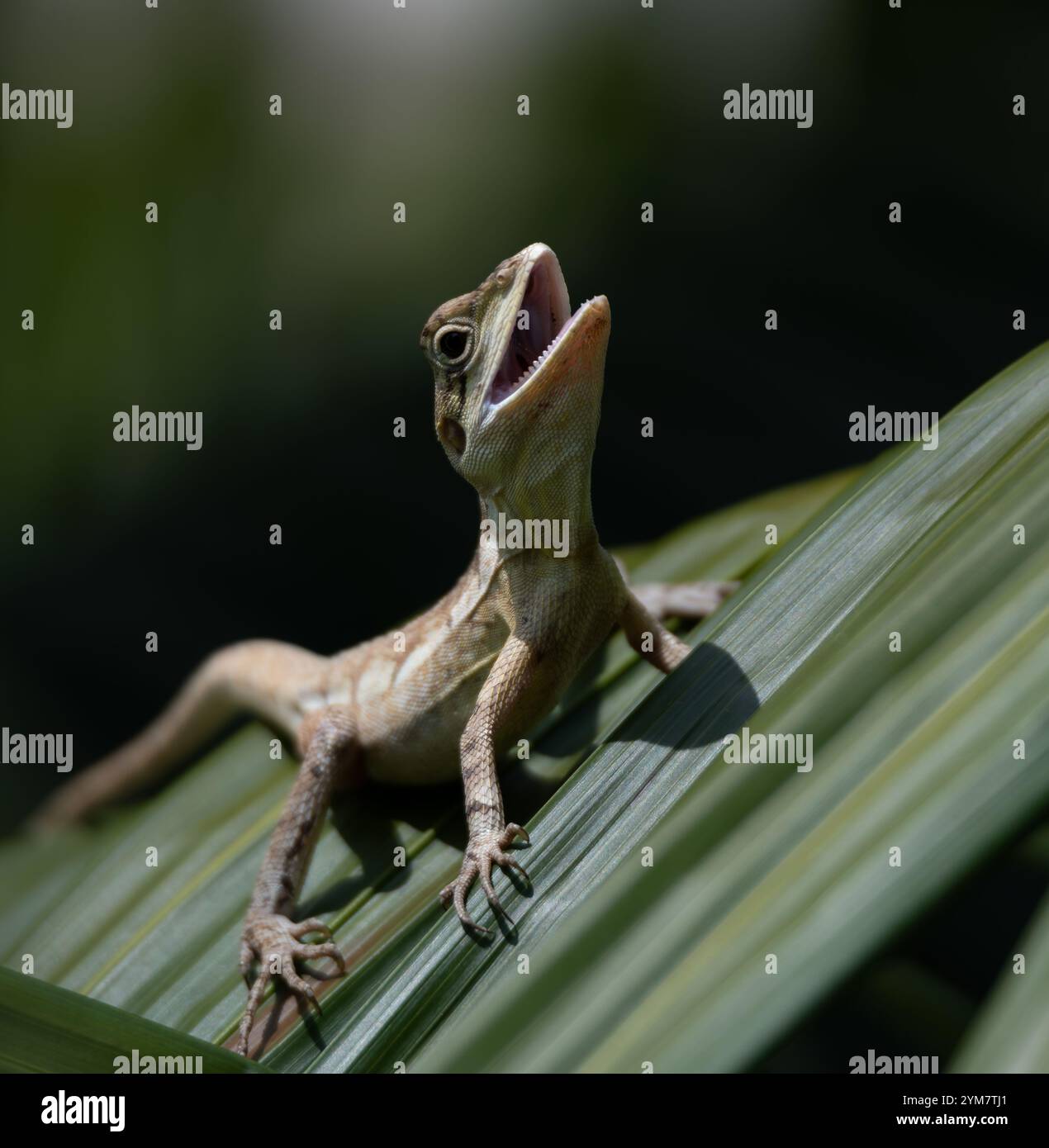 Australian sun hi-res stock photography and images - Alamy
