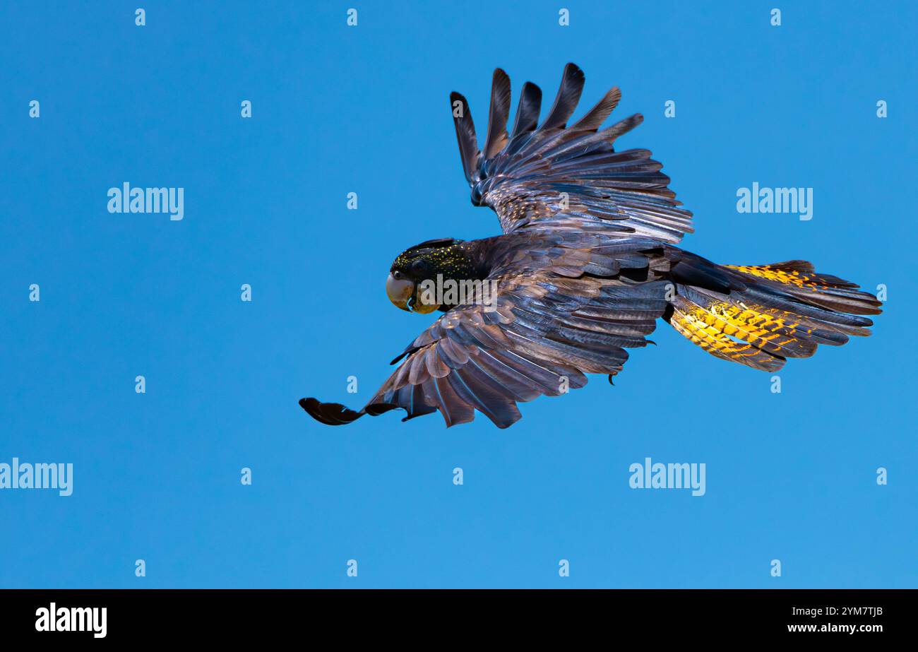 Red-tailed Black Cockatoo takes flight in Northern Australia Stock ...
